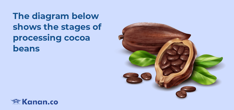 The diagram below shows the stages of processing cocoa beans
